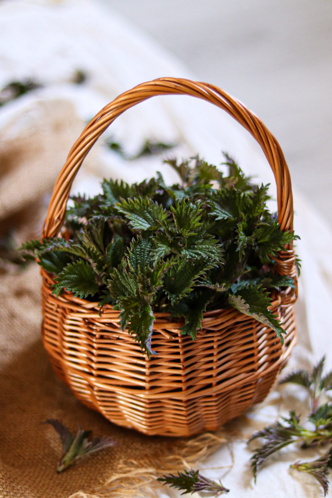 Prirodni regenerator za kosu od koprive